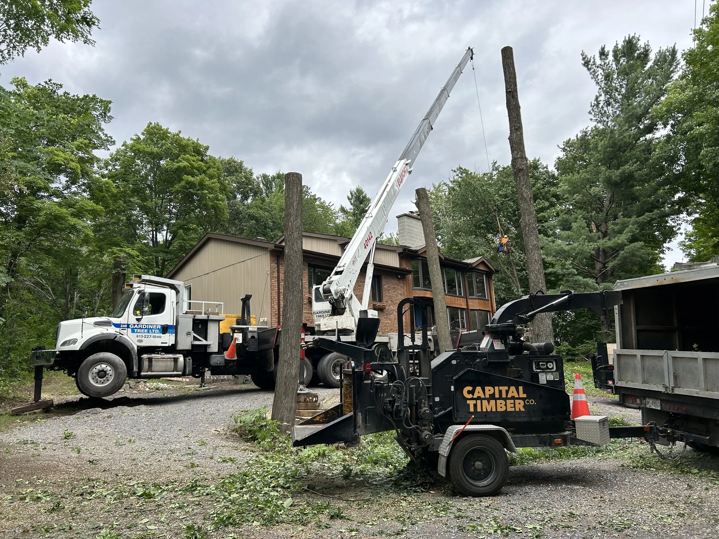 Capital Timber Company-Carp's local tree tree care company