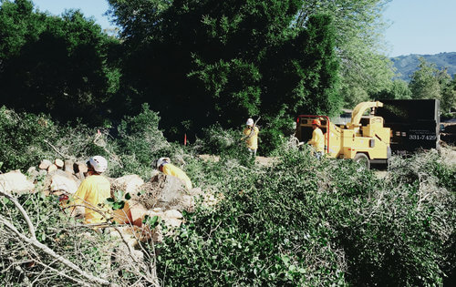 Santa Barbara Tree Service (Expert Trimming And Removal)