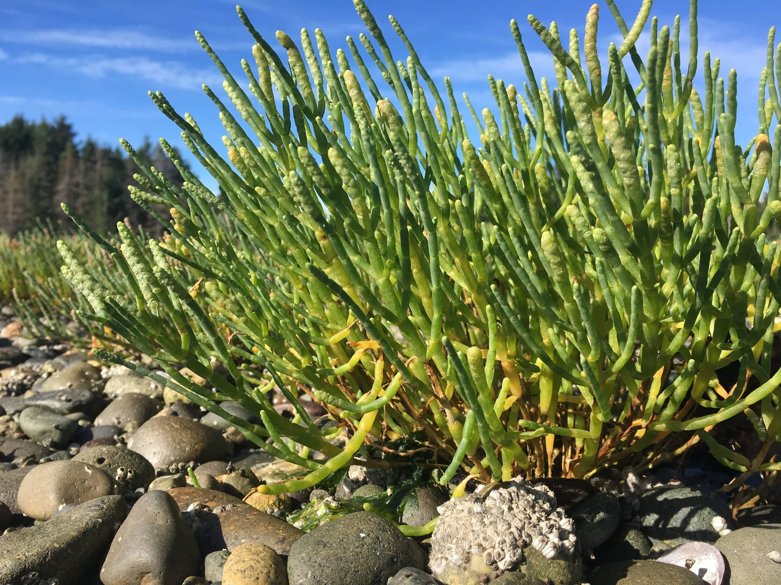 Sea Asparagus Plant