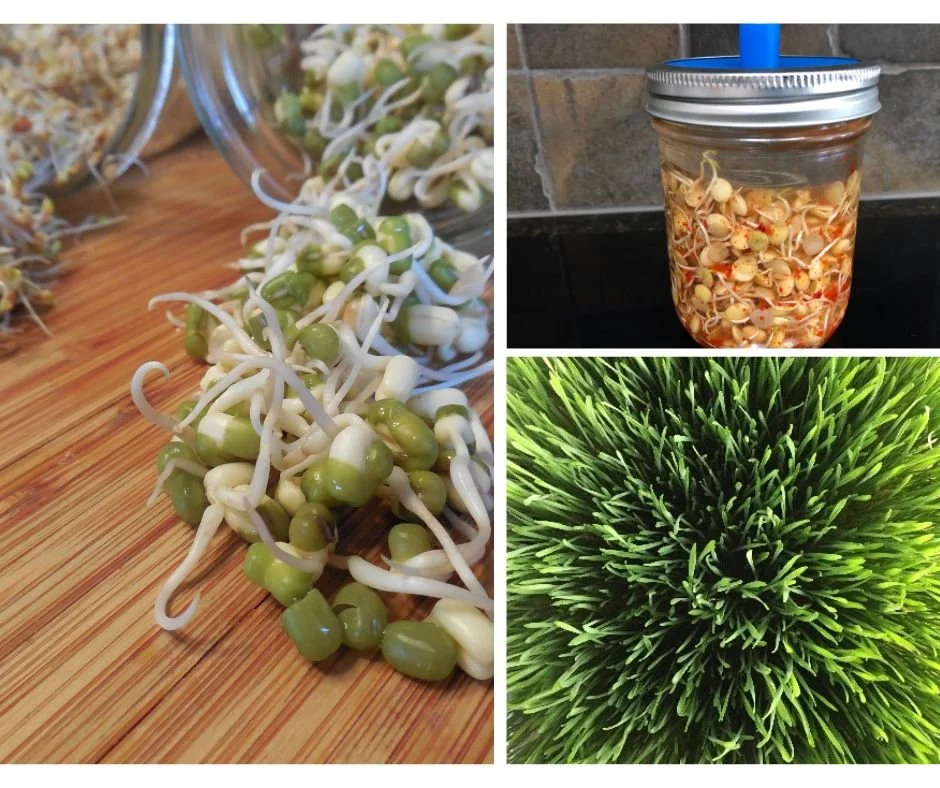 Sage plant cuisine - recipes