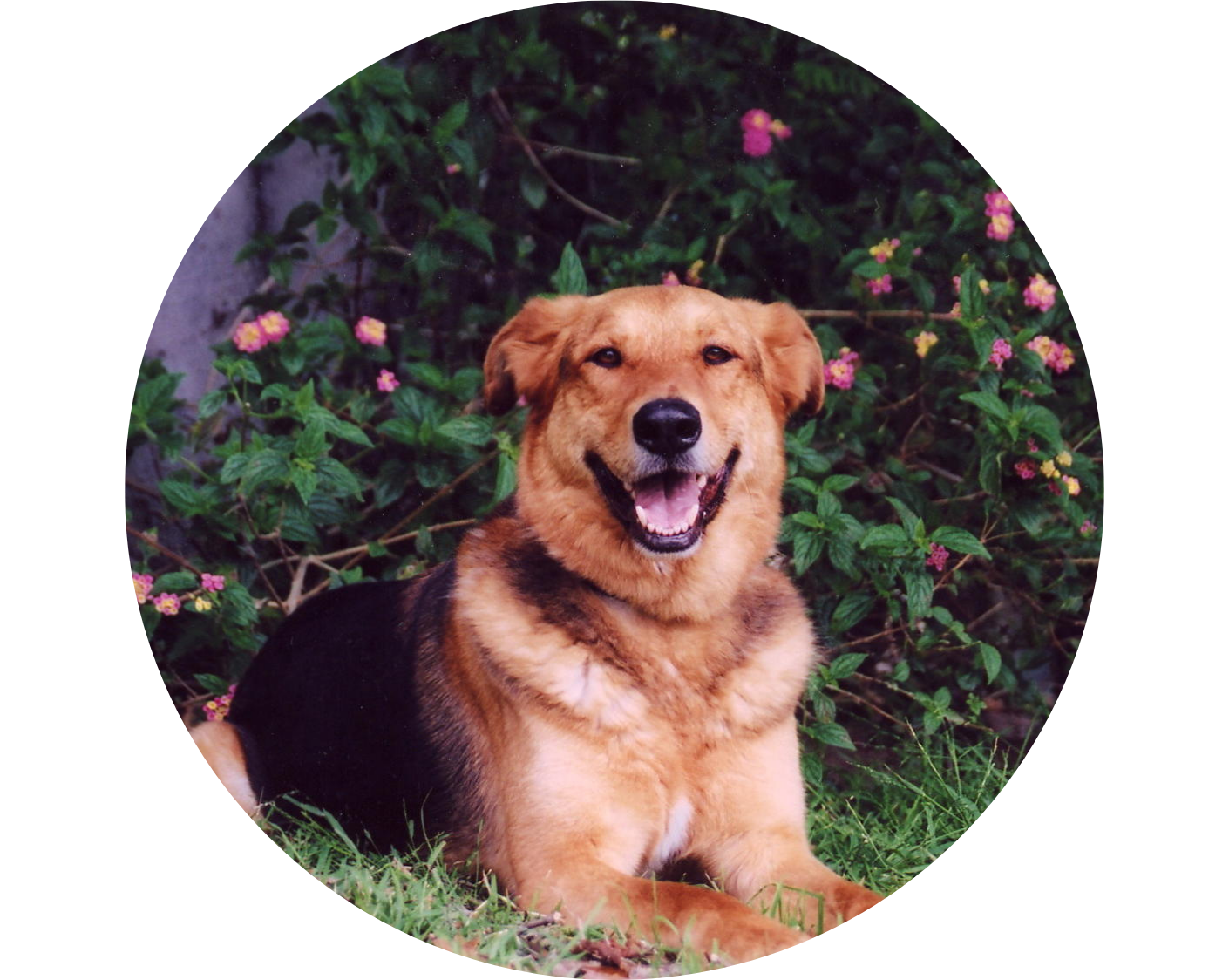 Animal Attraction Unlimited: Dog & Pig Trainer Los Angeles