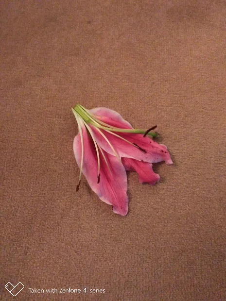 Lily Flower Stain On Carpet | Best Flower Site