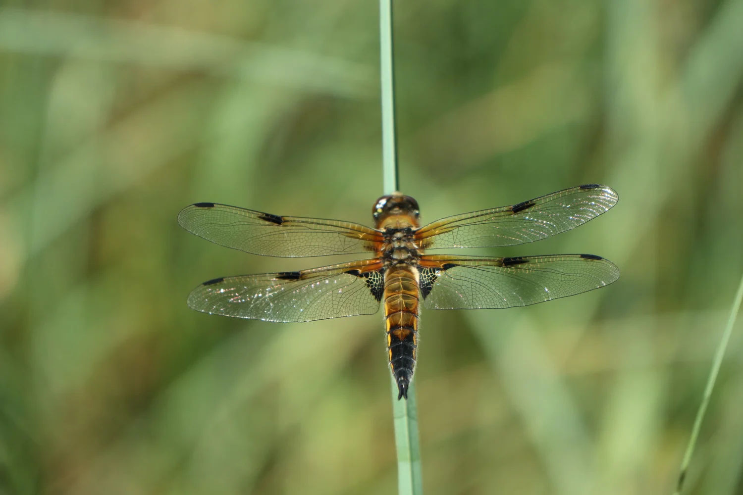 The meanings of Butterflies, Dragonflies, Hummingbirds and Herons ...