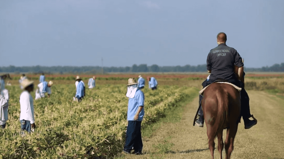 Worth Rises — Prison Farms: Former Plantations, Dangerous Conditions ...