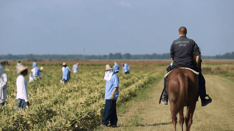 Worth Rises — Prison Farms: Former Plantations, Dangerous Conditions ...