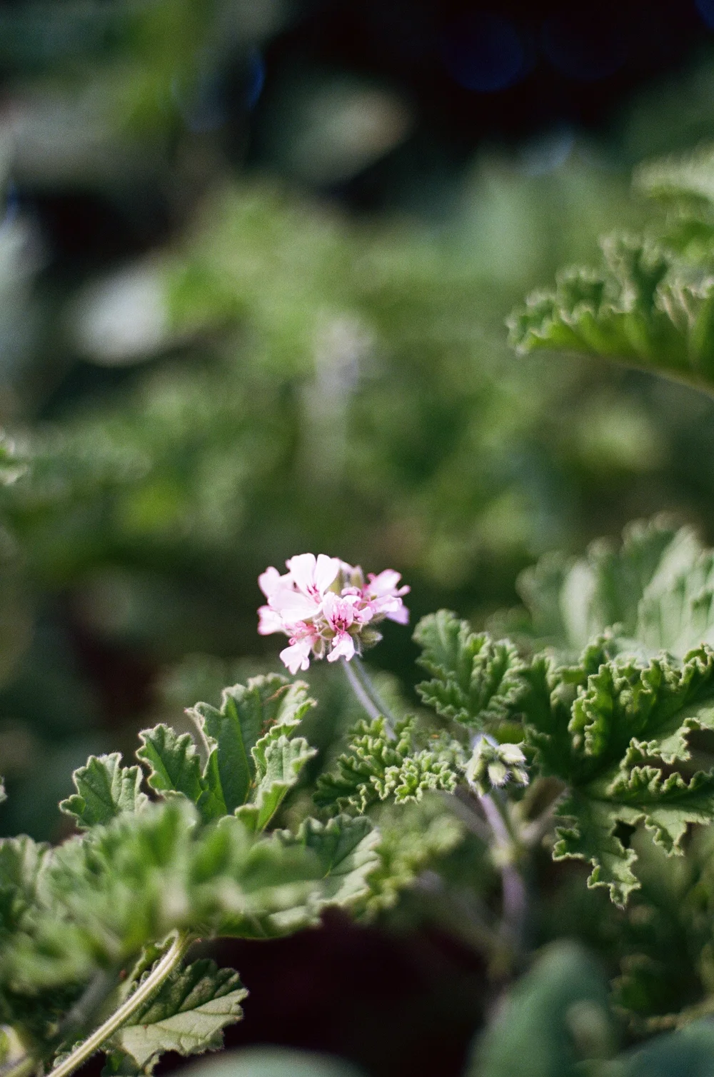 Descriptions of Plants - Rose Geranium — Maison/Made