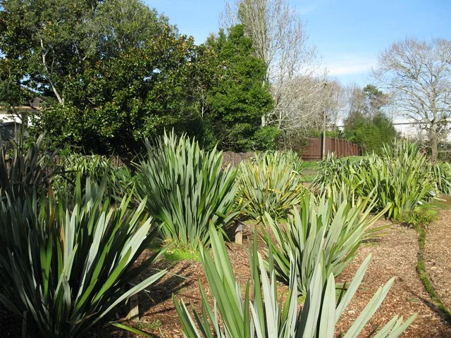 Episode 6 Fact 2: Raranga - Maori Weaving — He Ao Kotahi