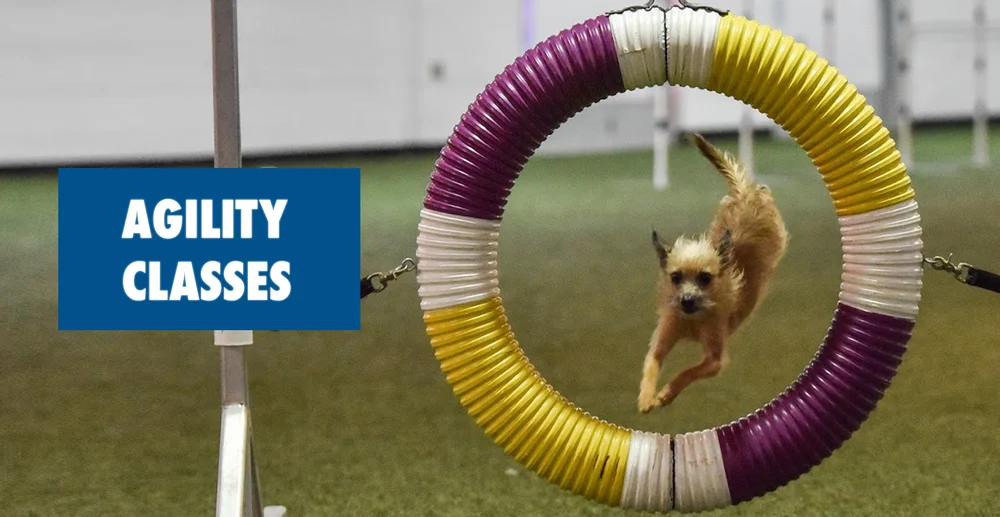 Can All Dogs Do Agility