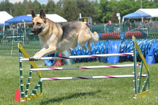 Photo Gallery — All Dogs Can Lapeer