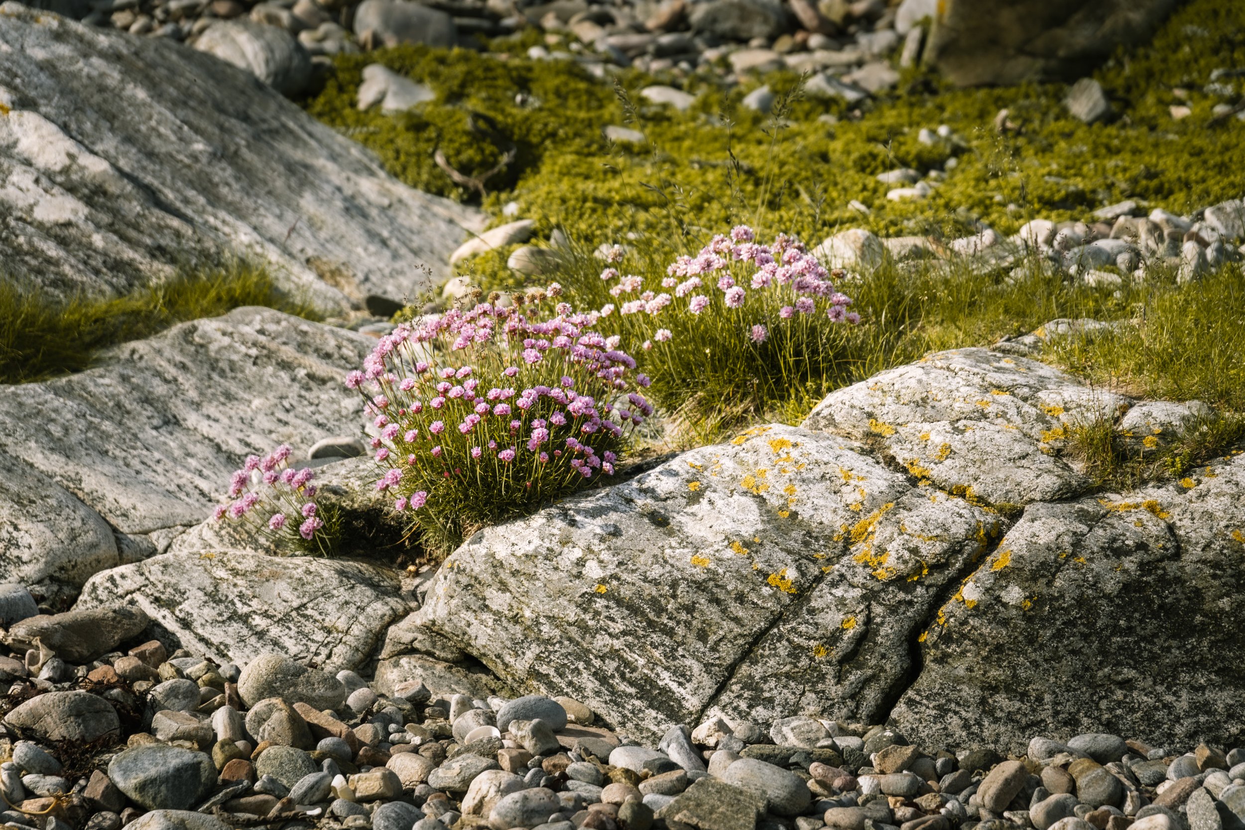 Macmillan Spirits Co. — Murray Orr