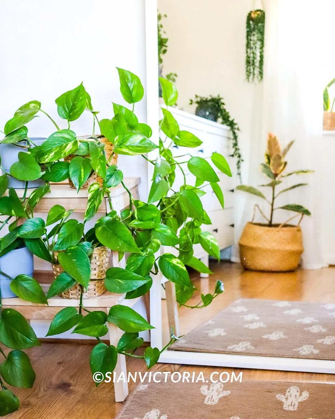 5 Best House Plants to Grow Fast & Easy to Care For — Sian Victoria.