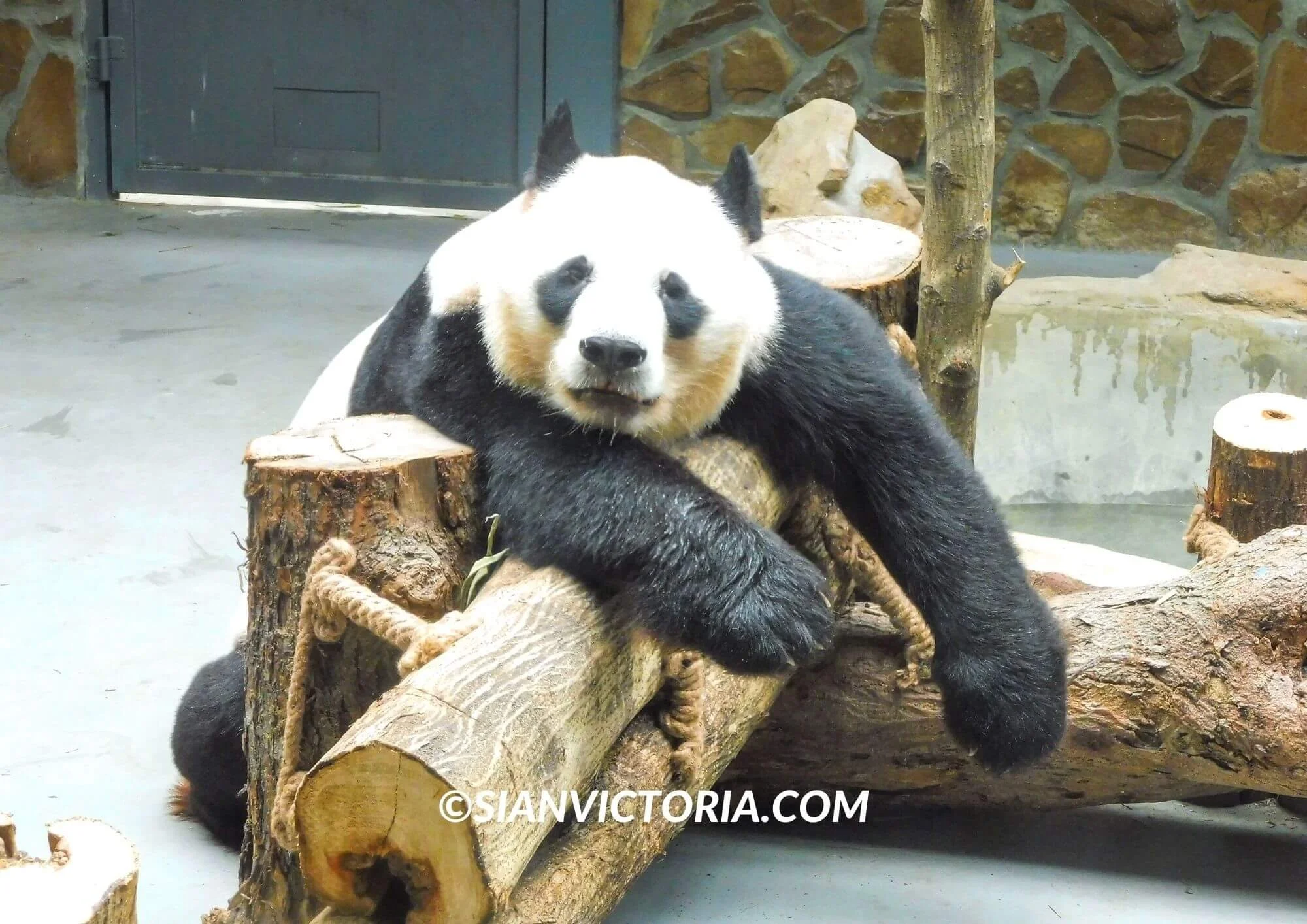 15 Best Cultural Things & Reasons to Visit Chengdu — Sian Victoria.