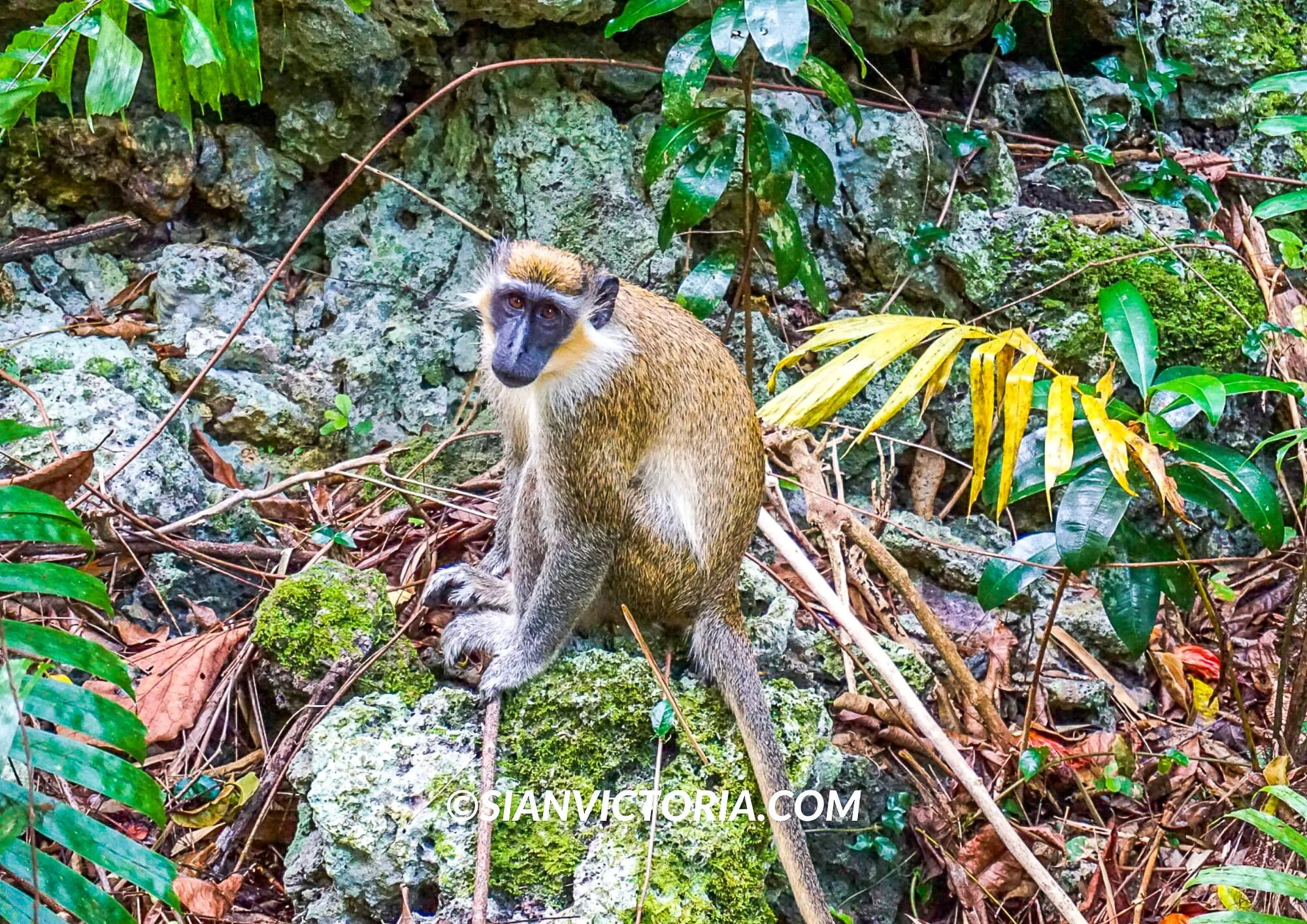 19 Best Cultural Things To Do & Reasons to visit Barbados — Sian Victoria.