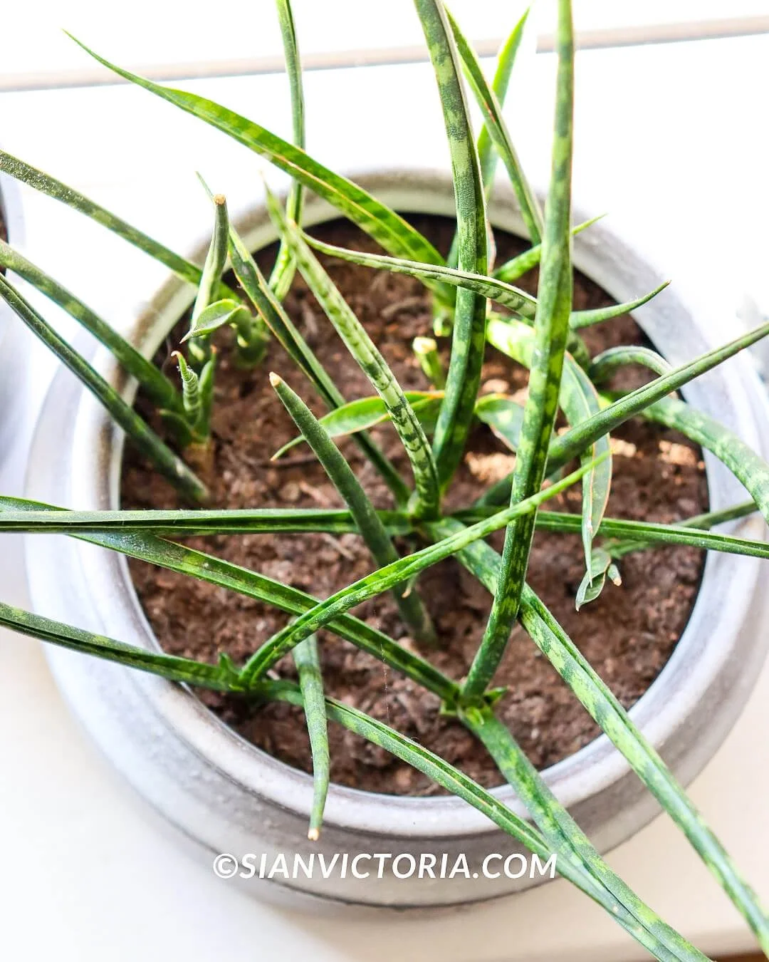 5 Best House Plants to Grow Fast & Easy to Care For — Sian Victoria.