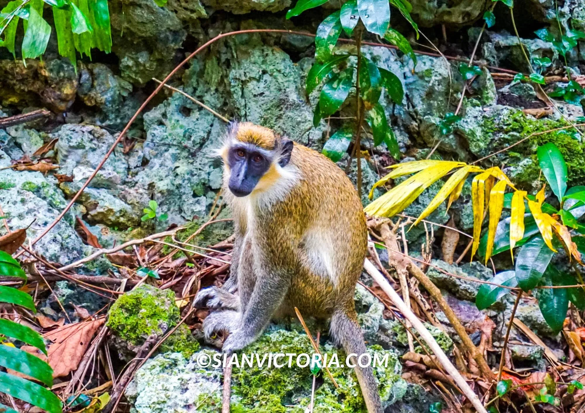 9 Best Thing's to Do & Places to See in Barbados — Sian Victoria.