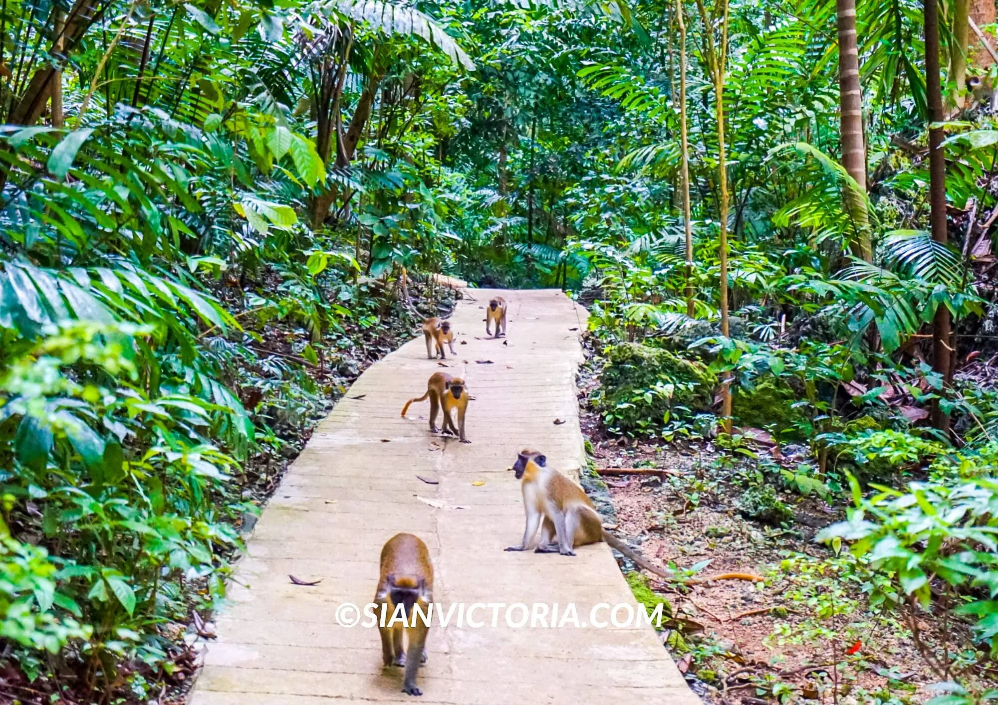 9 Best Thing's to Do & Places to See in Barbados — Sian Victoria.