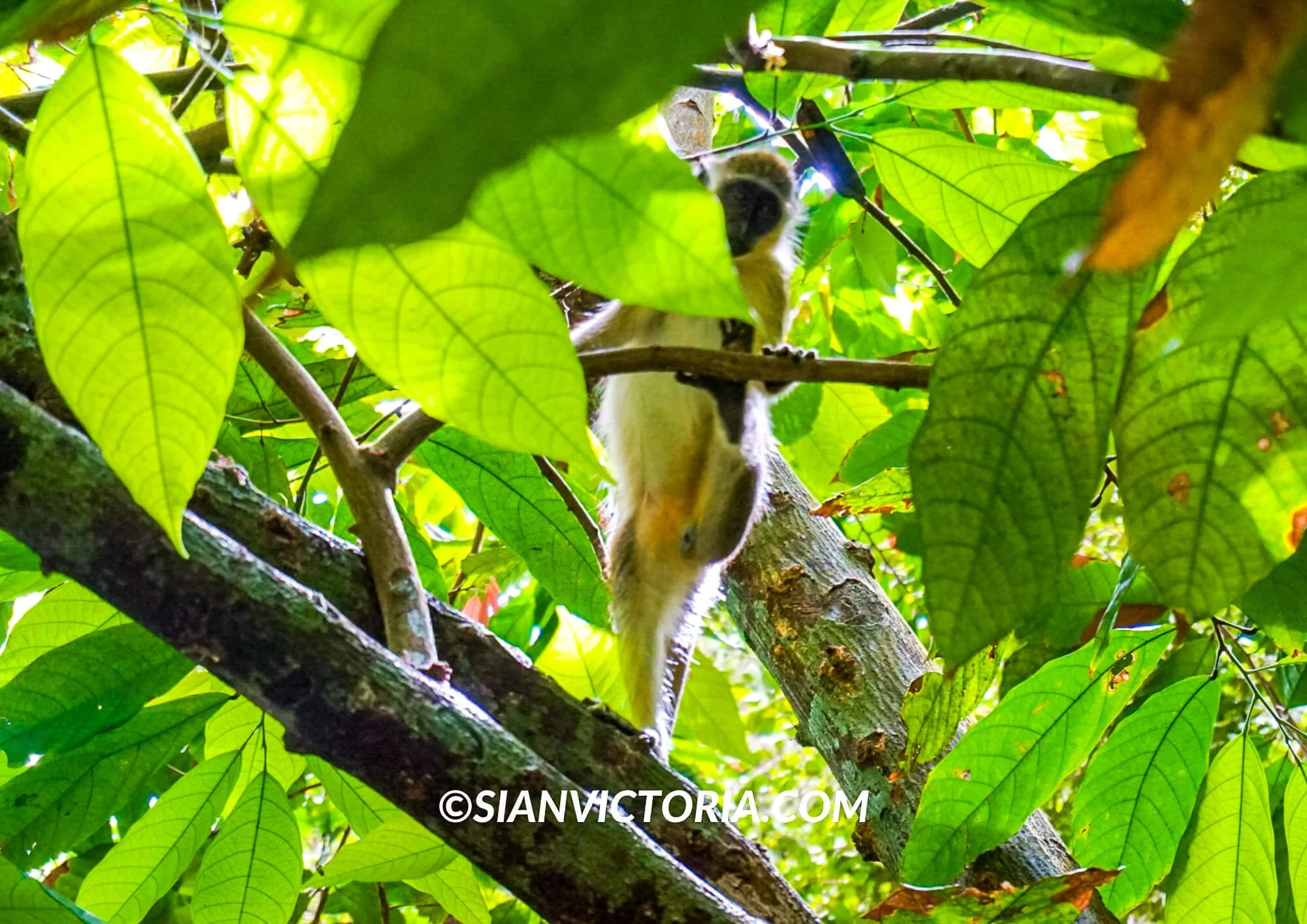 9 Best Thing's to Do & Places to See in Barbados — Sian Victoria.