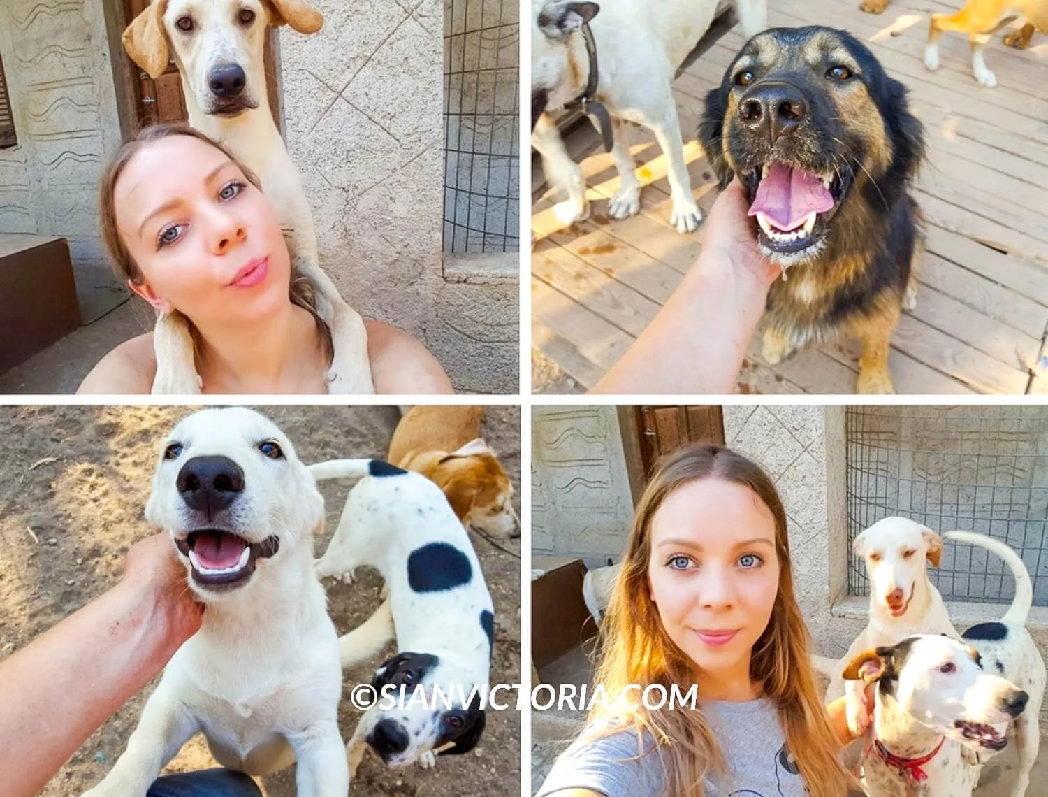 Volunteering at SAWA - Santorini Animal Welfare Association — Sian ...