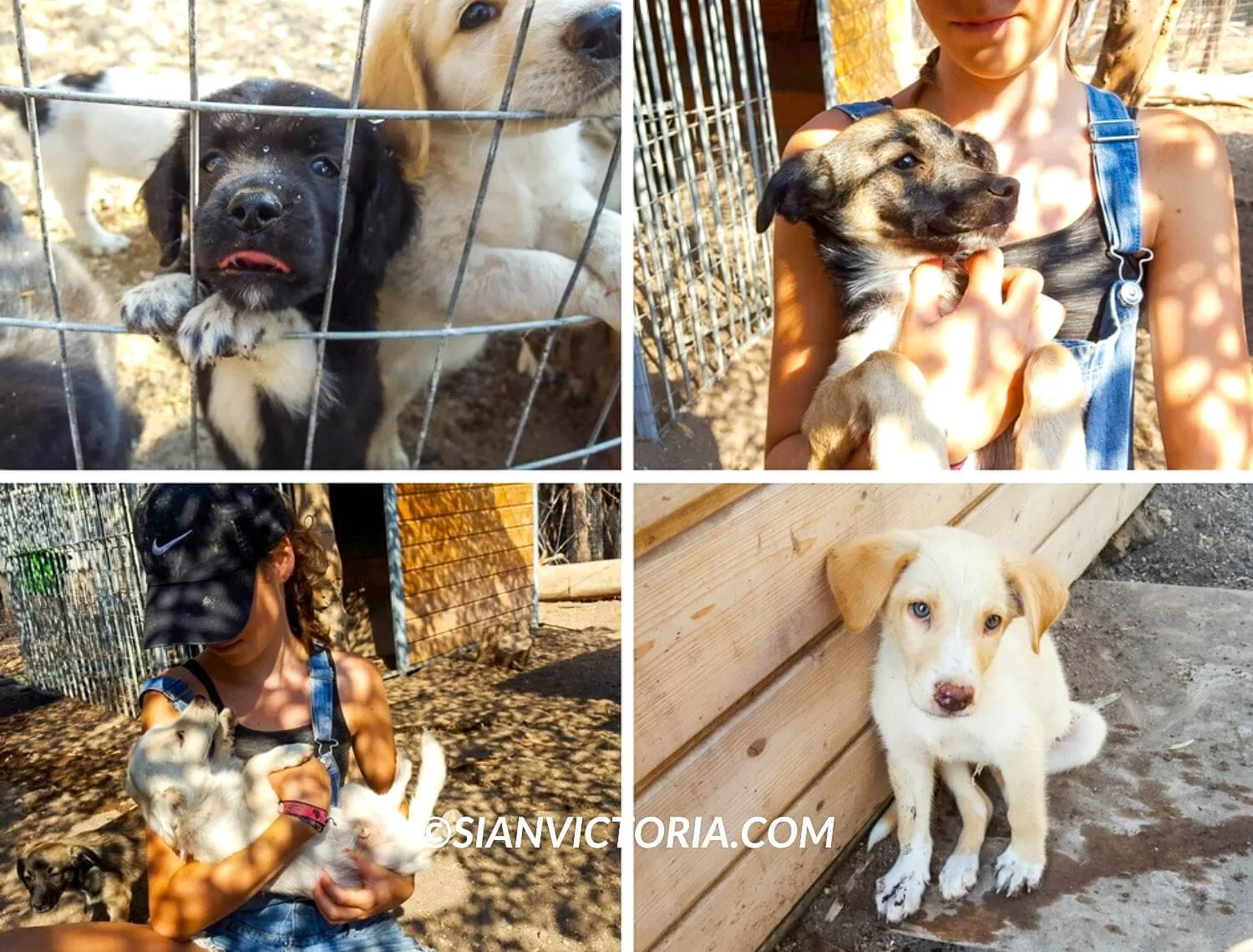 Volunteering at SAWA - Santorini Animal Welfare Association — Sian ...