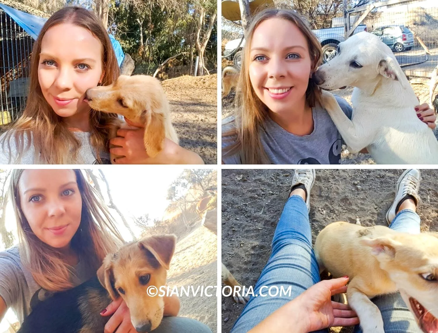 Volunteering at SAWA - Santorini Animal Welfare Association — Sian ...