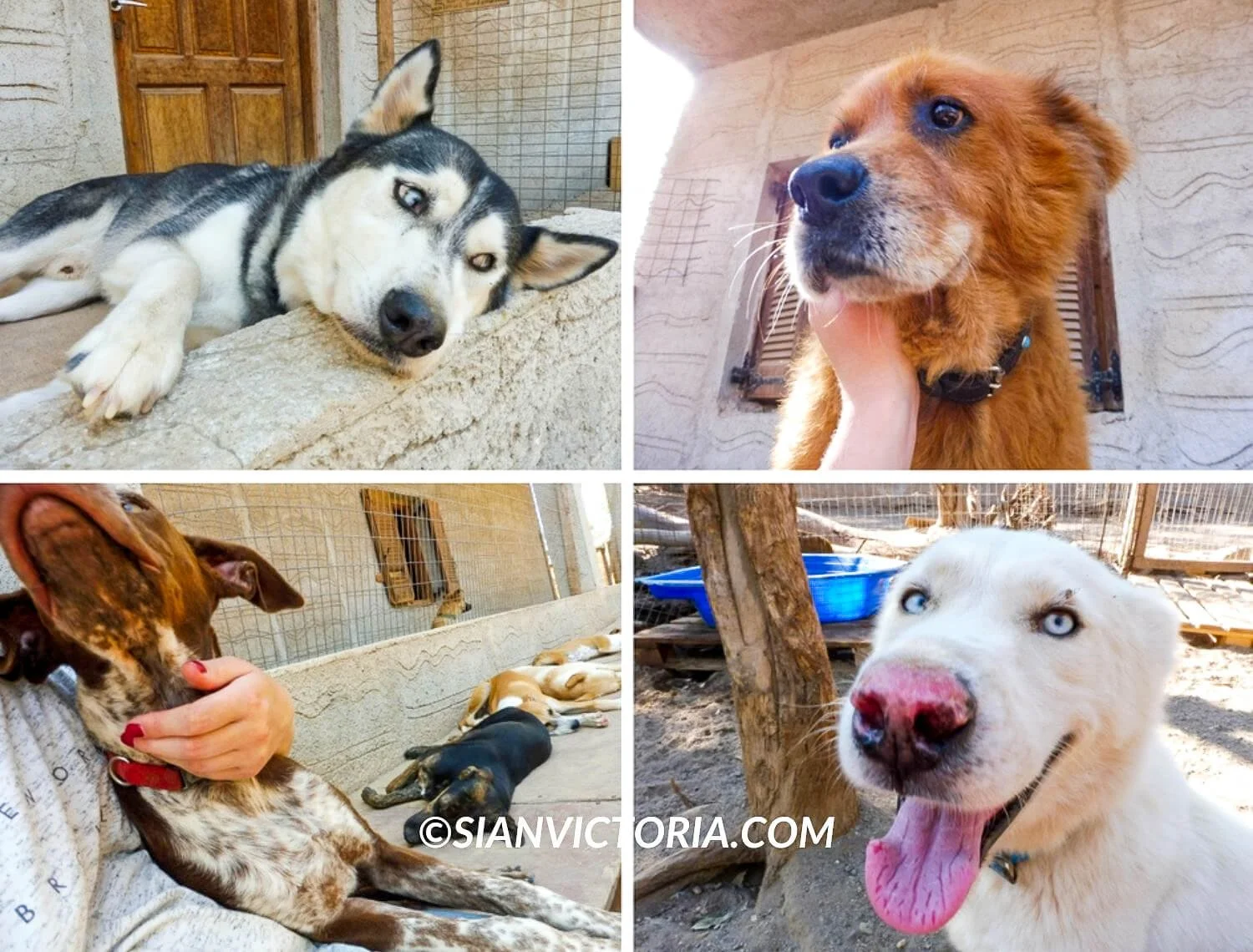 Volunteering at SAWA - Santorini Animal Welfare Association — Sian ...