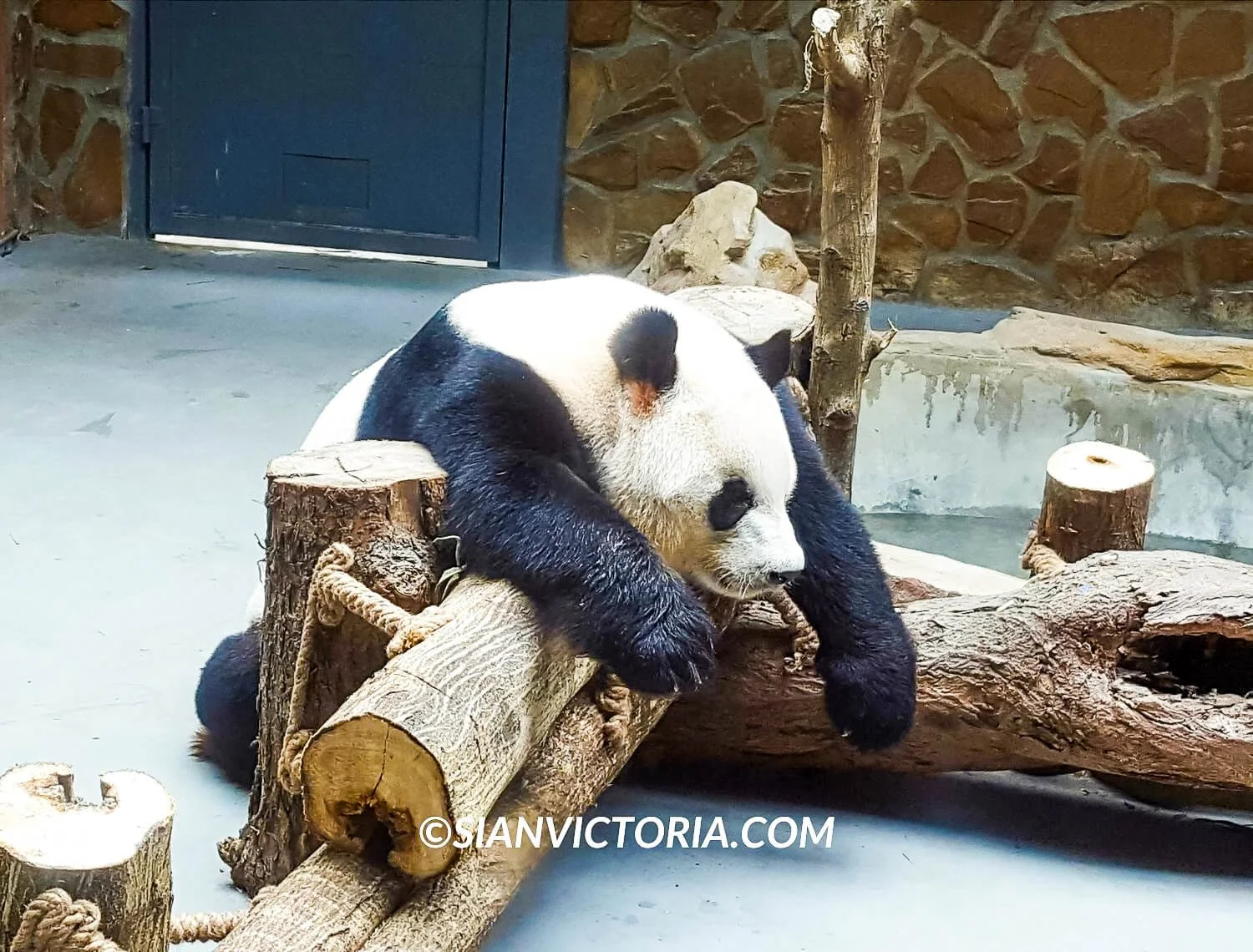 Research Base of Giant Panda Breeding - Chengdu, China — Sian Victoria.