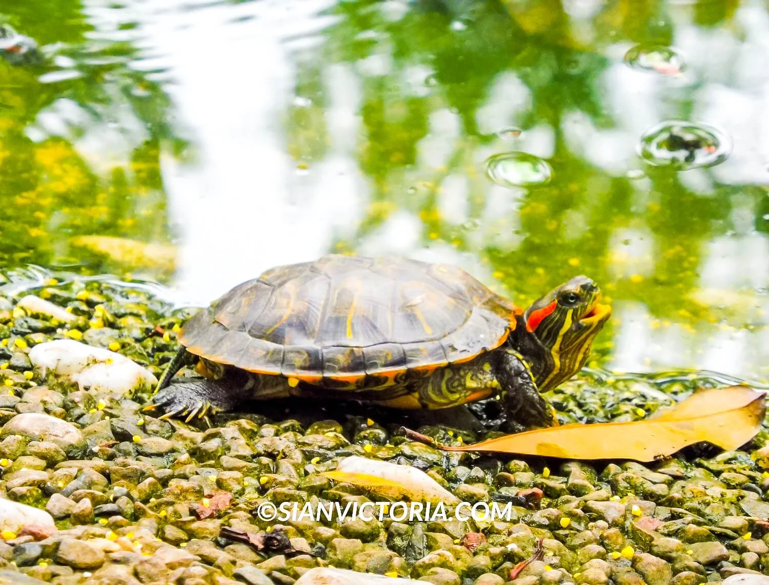 Wenshu Monastery - Buddhist Temple - Chengdu, China — Sian Victoria.