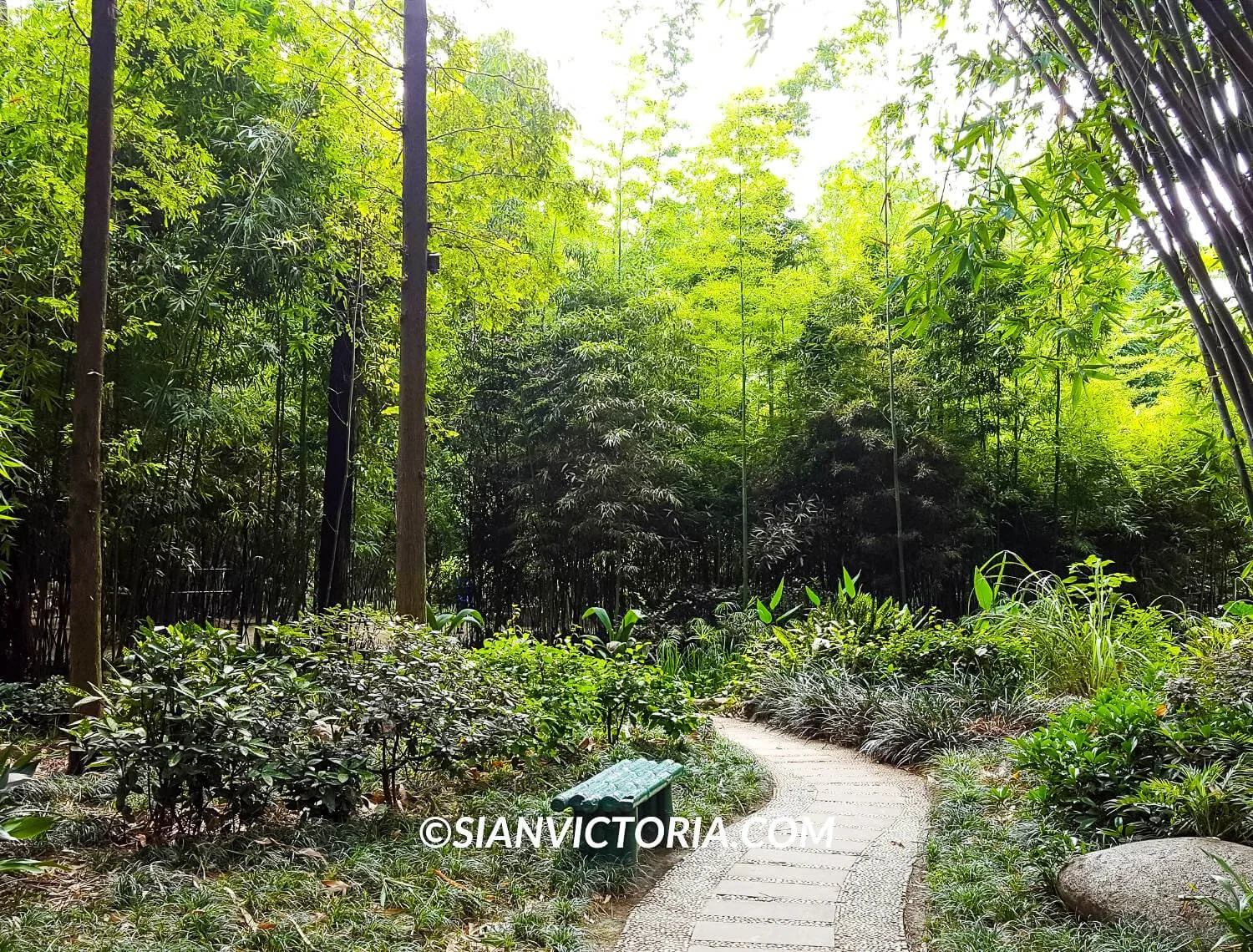 Dancing in WangJiang Bamboo Park - Chengdu — Sian Victoria.