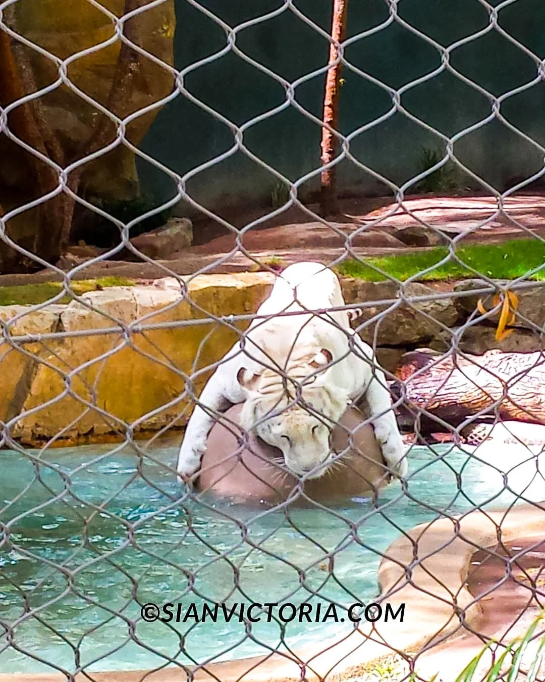 Secret Garden & Dolphin Habitat - Mirage, Las Vegas — Sian Victoria.