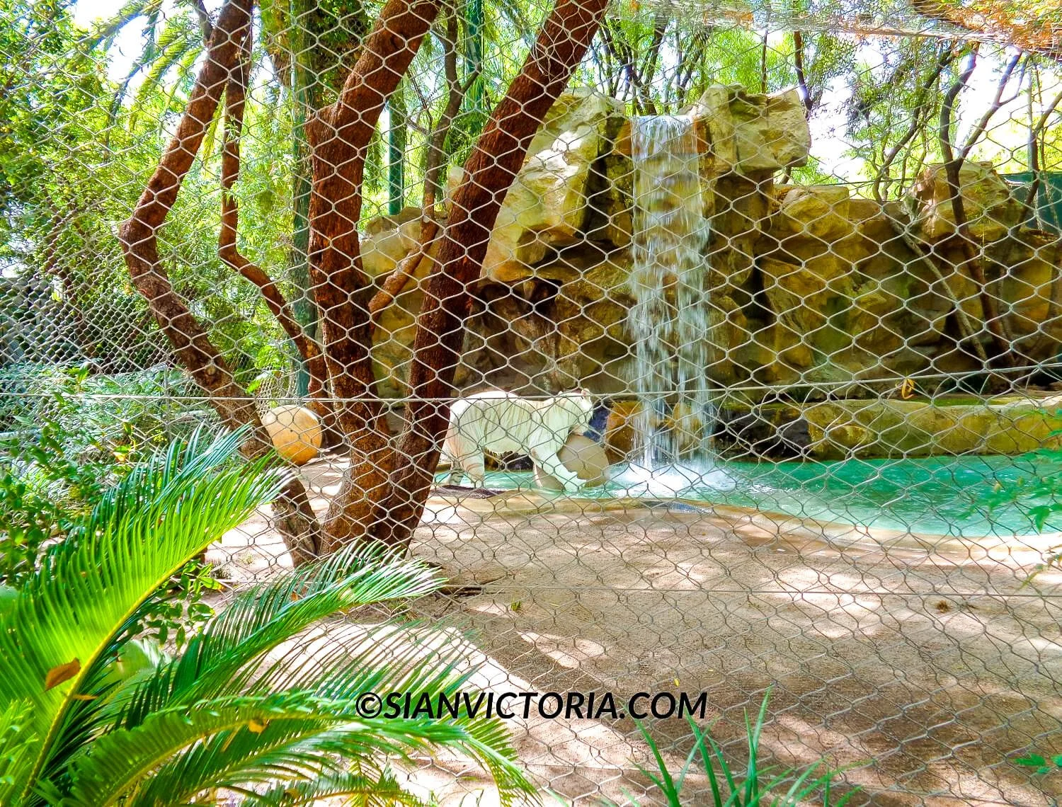 Secret Garden & Dolphin Habitat - Mirage, Las Vegas — Sian Victoria.