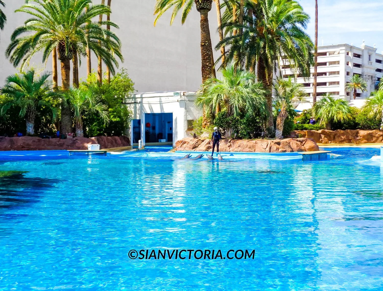 Secret Garden & Dolphin Habitat - Mirage, Las Vegas — Sian Victoria.