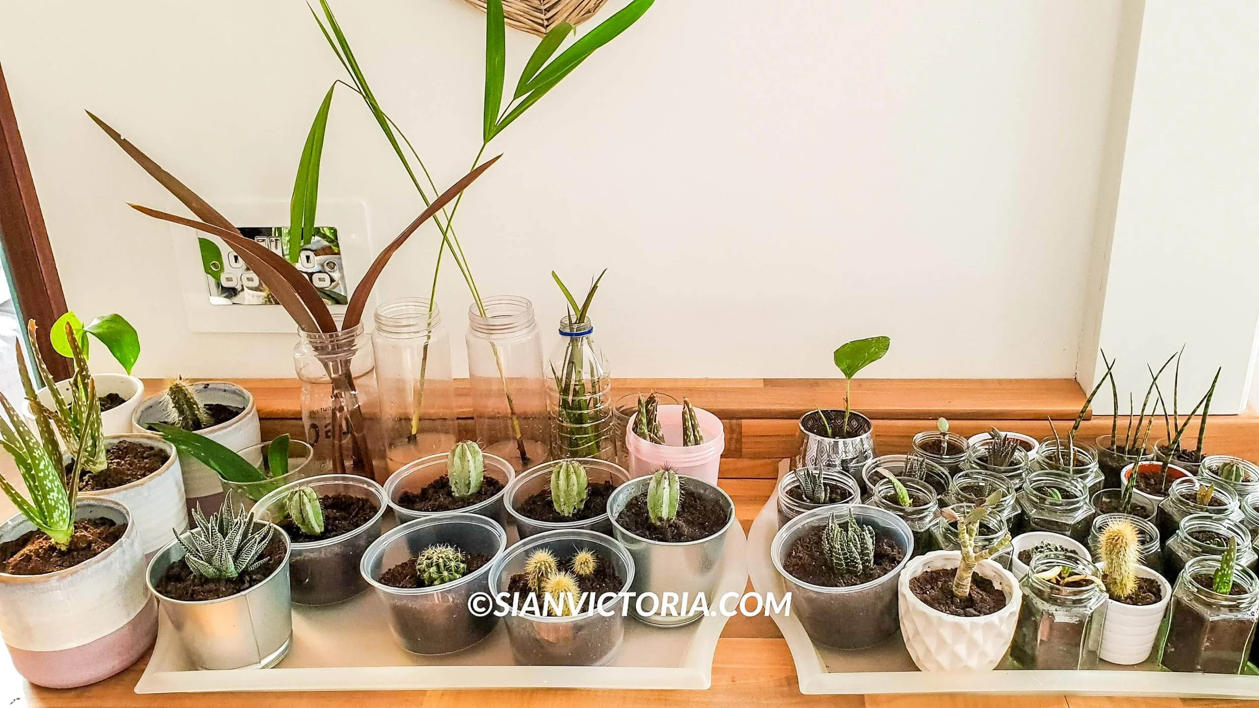 5 Best House Plants to Grow Fast & Easy to Care For — Sian Victoria.