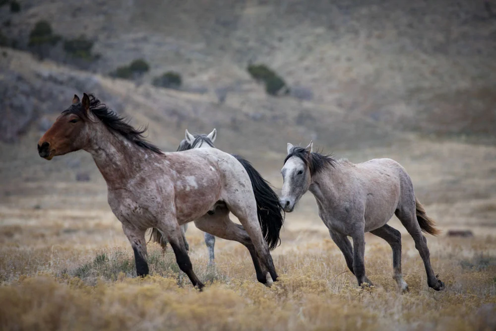A WEEK IN UTAH — This Mustang Life