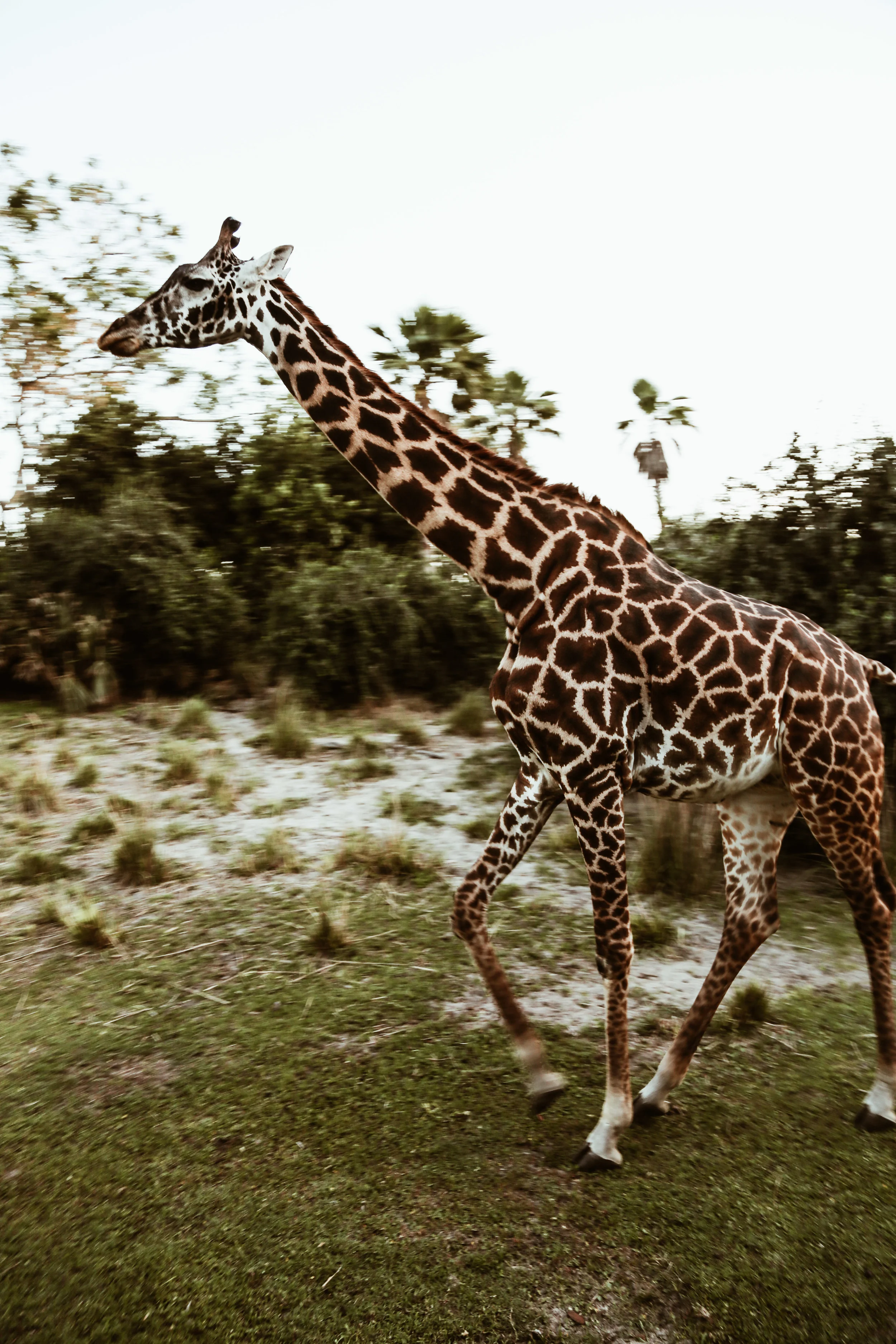 A Day at Animal Kingdom