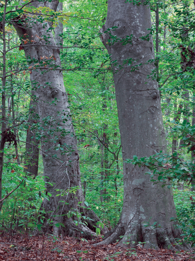 Keystone Native Plants in Virginia — Plant Virginia Natives