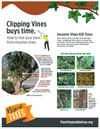 Invasive Vines on Trees — Plant Virginia Natives
