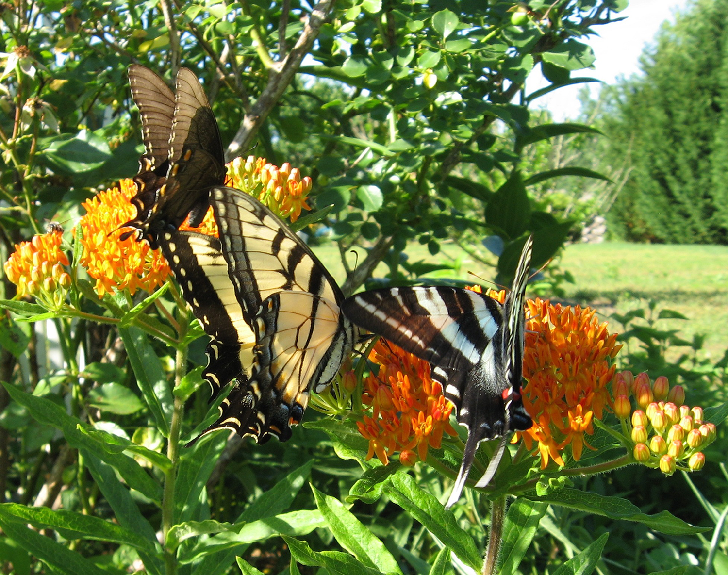 Why Plant Virginia Natives? — Plant Virginia Natives