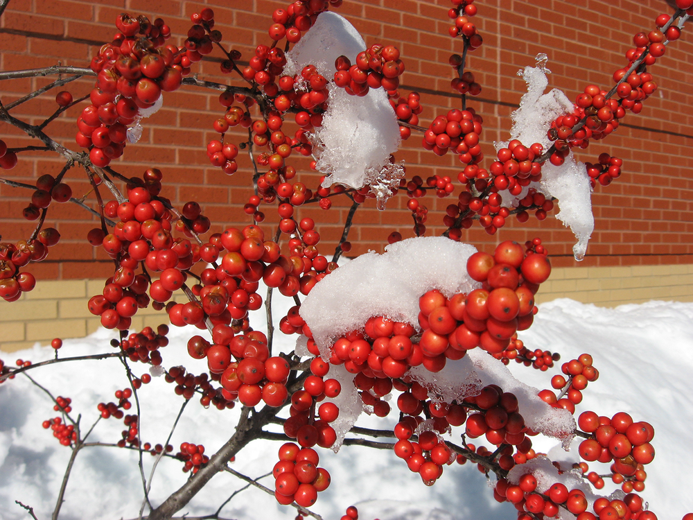 Why Plant Virginia Natives? — Plant Virginia Natives