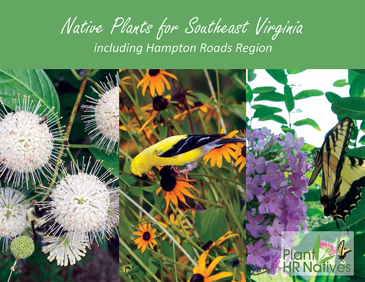 Planting Natives to Attract Pollinators — Plant Virginia Natives