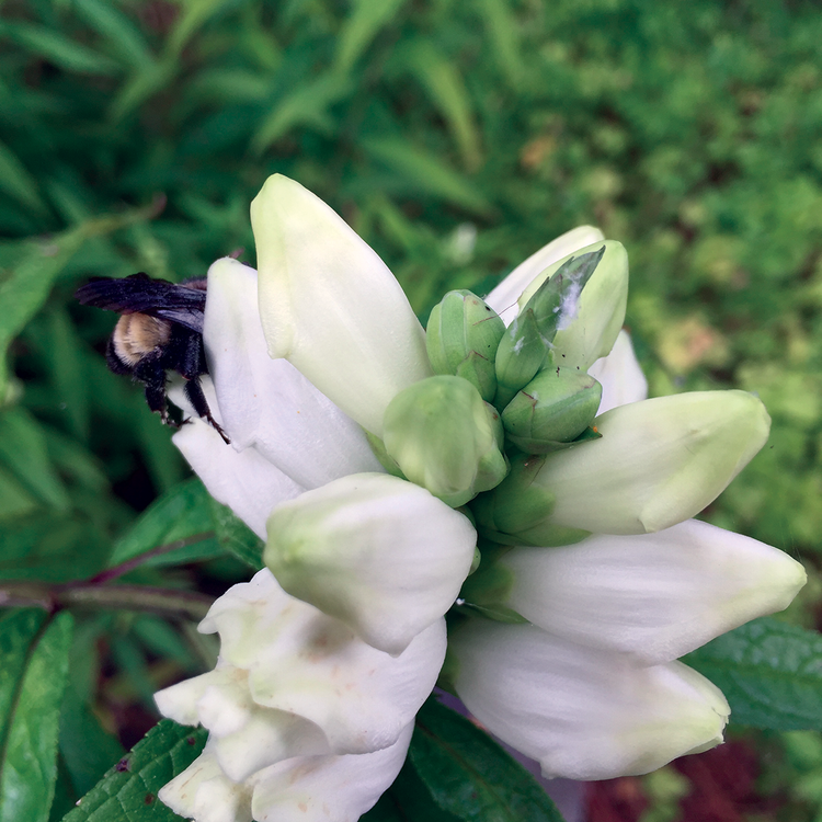 Planting Natives to Attract Pollinators — Plant Virginia Natives