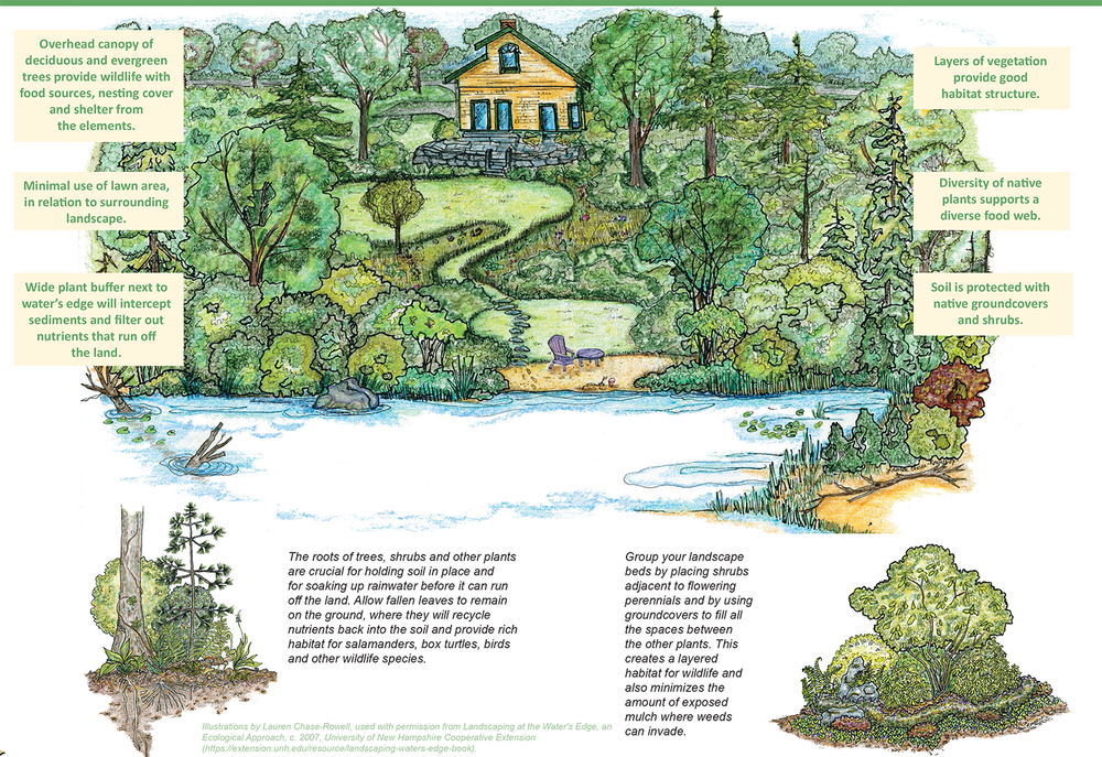 Landscape Choices Inspired by Nature — Plant Virginia Natives