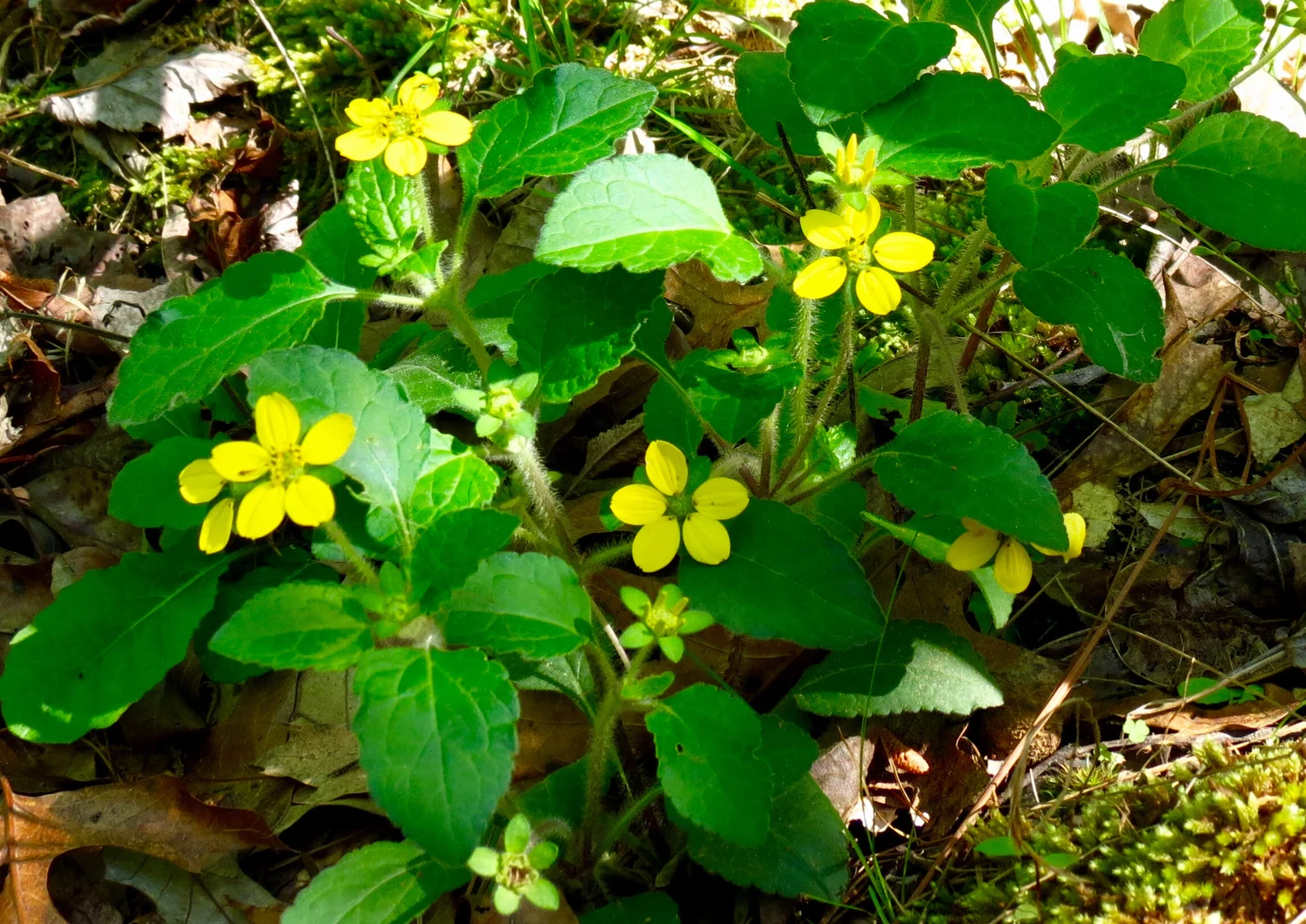 Franklin County: BFMS Garden — Plant Virginia Natives