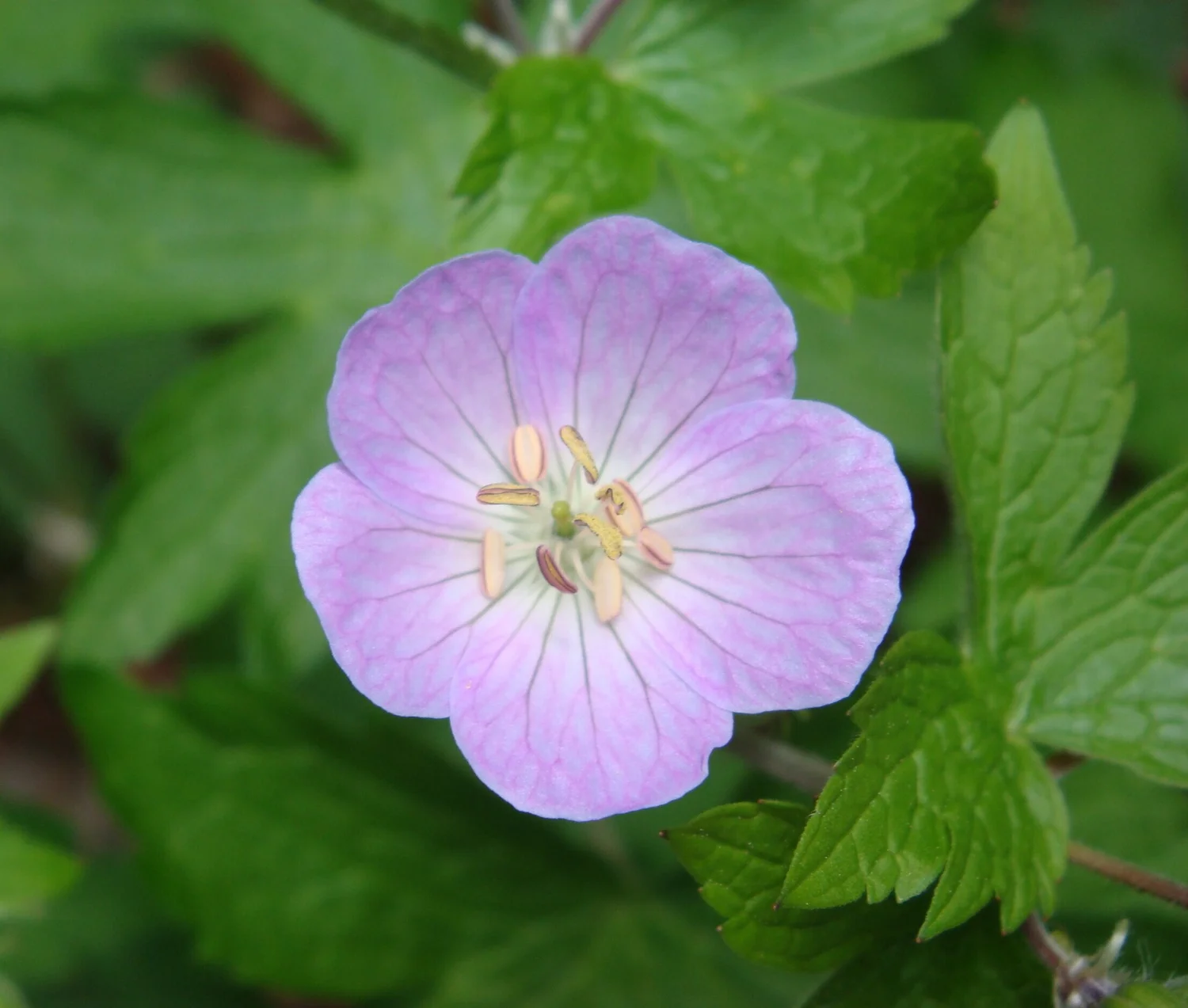 Franklin County: BFMS Garden — Plant Virginia Natives