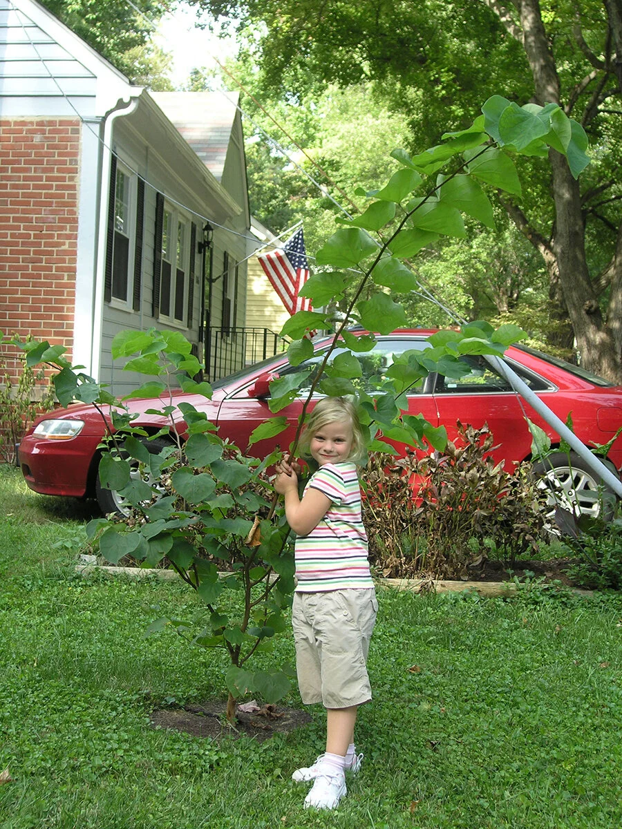 Trees Please! — Plant Virginia Natives