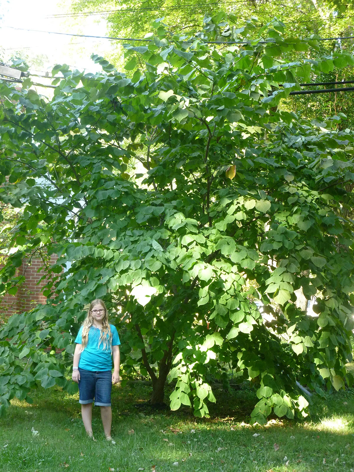 Trees Please! — Plant Virginia Natives