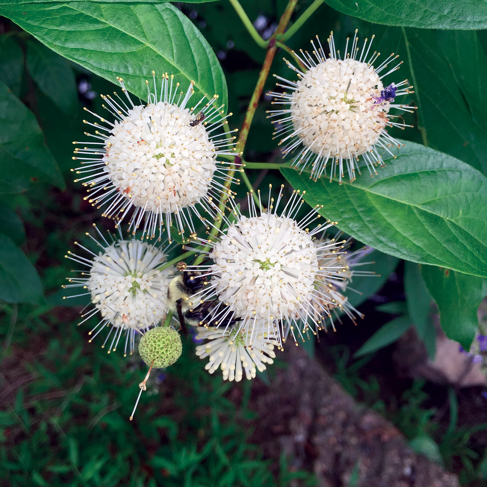 Native Shrubs - Don't Forget the Middle Layer! — Plant Virginia Natives