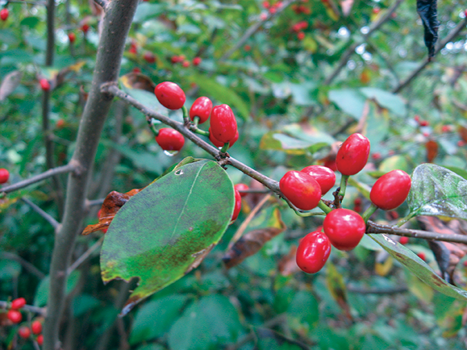Native Shrubs - Don't Forget the Middle Layer! — Plant Virginia Natives