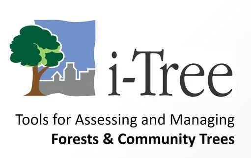 Trees Please! — Plant Virginia Natives