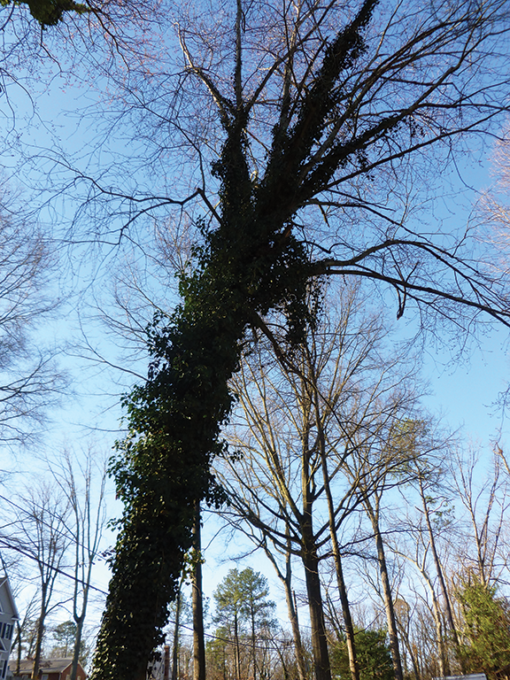 Invasive (Non-Native) Plants of Concern in Virginia — Plant Virginia ...
