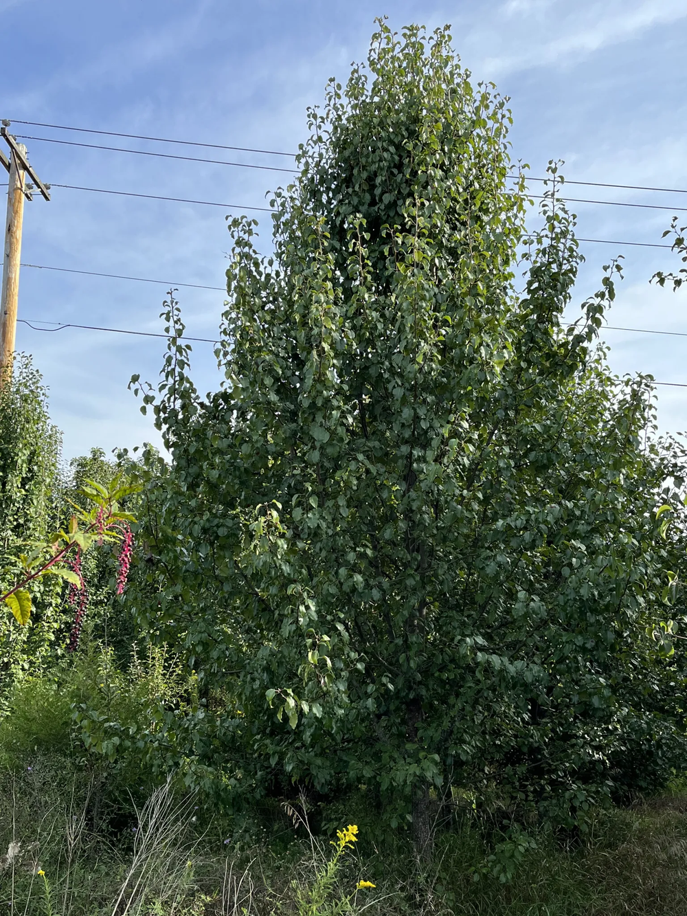 Bradford Pear Tree Bounty — Plant Virginia Natives